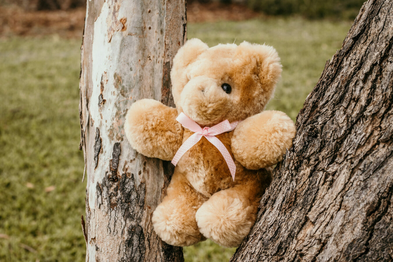 A teddy is a Teddy - right? - Tambo Teddies
